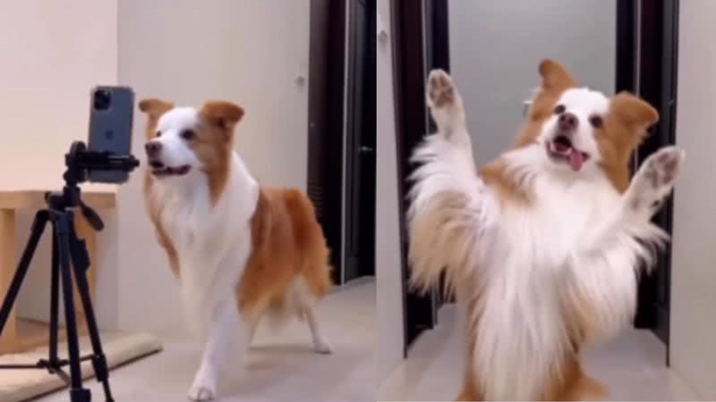 Blogueirinho! Doguinho esperto grava tutorial de dancinha; assista