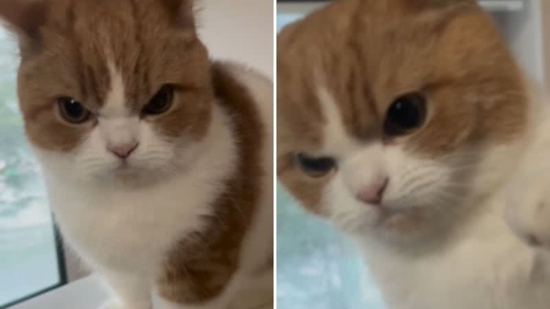 Gatinho cheio de ódio tenta parecer assustador, mas fofura sobressai ... Gatinho cheio de ódio tenta parecer assustador, mas fofura sobressai ...