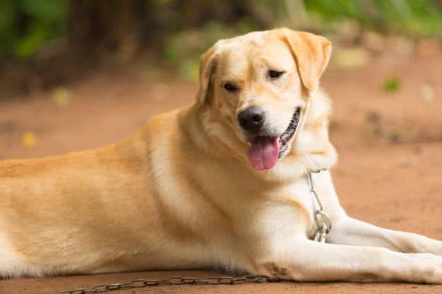 Labrador lidera lista das raças de cachorro mais queridas; confira top 10