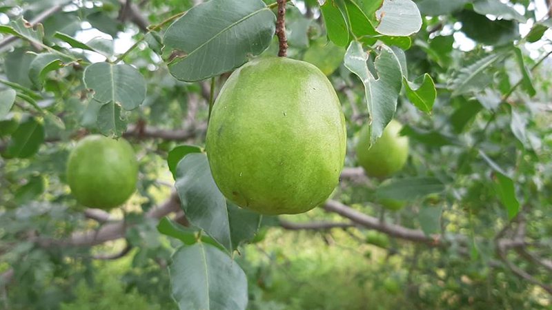 Projeto fomenta produção de umbu na Bahia; saiba detalhes