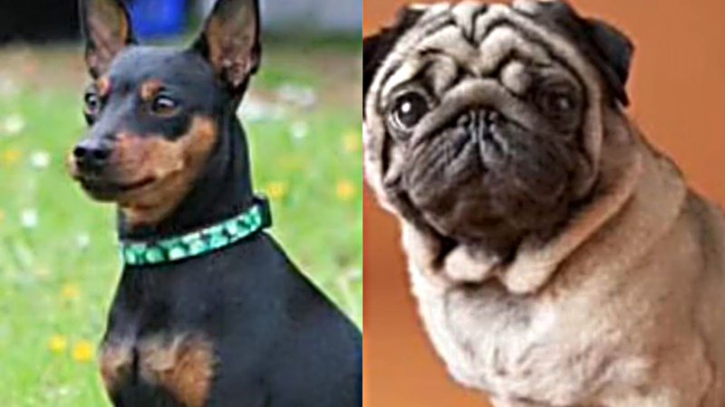 Resultado de cruzamento entre pinscher e pug espanta web: "Tadinho ...