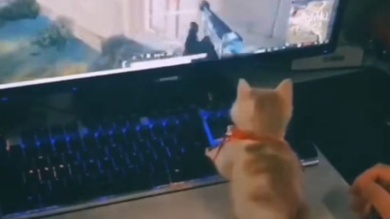 Gatinho gamer impressiona internautas com talento ; assista
