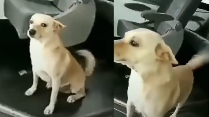 Doguinho caramelo pega ônibus e dá show de simpatia; assista