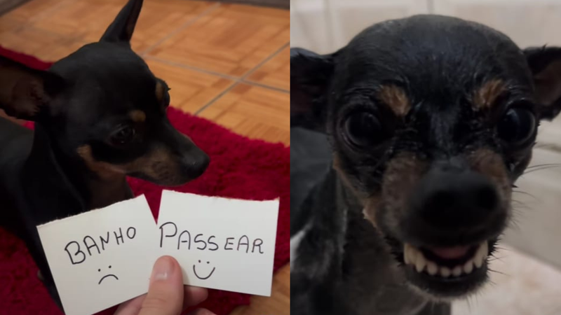 Pinscher é enganado por tutora e reação diverte web; assista