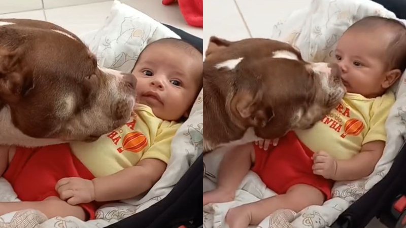 Pit bull conhece bebê de tutora e imagens conquistam web; assista
