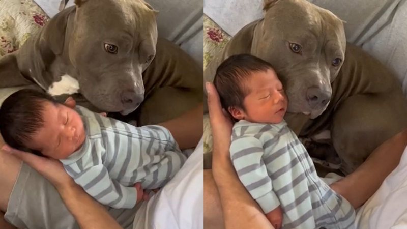 Primeiro contato entre pit bull e bebê repercute na internet; assista