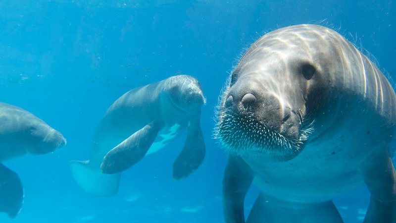 Santuário do Peixe-Boi-Marinho atrai turistas para passeio em Alagoas