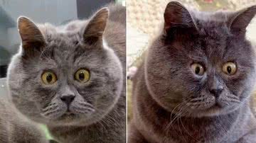 Gato vesgo viraliza nas redes sociais e encanta internautas; veja fotos
