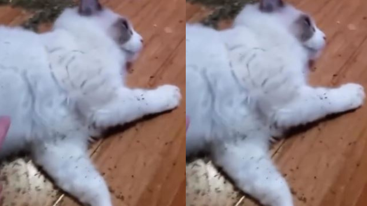 VÍDEO: Gato fica 'chapado' e internautas comparam felino com icônico ...