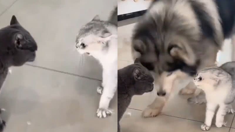 Mediador! Husky siberiano aparta discussão e evita conflito entre gatos ...