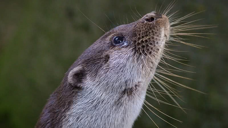 SENSITIVA: Lontra "prevê" resultado de jogo da Copa do Mundo; assista
