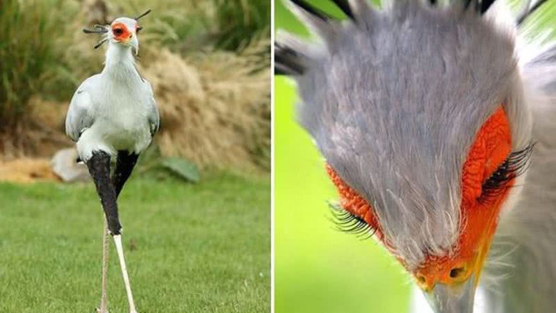 Aparência de ave exótica chama a atenção dos internautas; confira