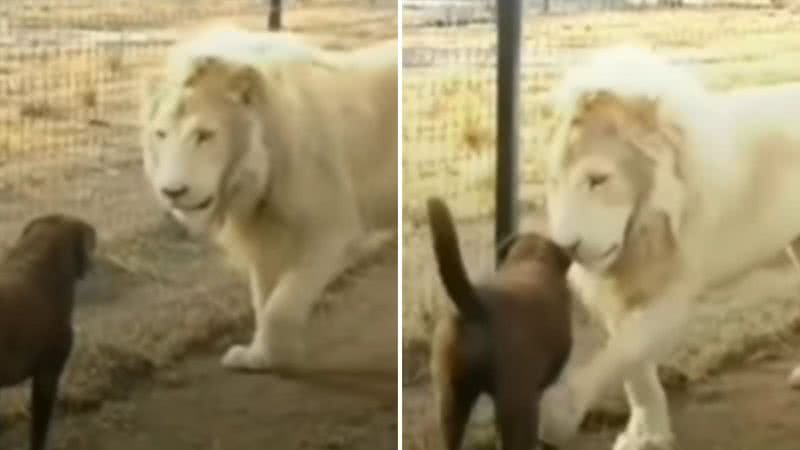 Vídeo: Imagem chocante de encontro entre cachorro e leão choca web ...