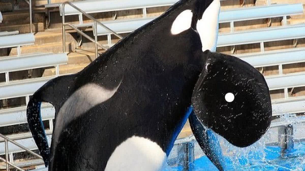 Na Sombra do Poder: O golpe da Shamu