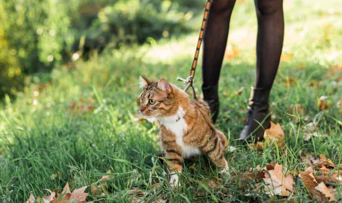 Você sabia? Caminhar com gatos na rua é benéfico para o felino; confira ...