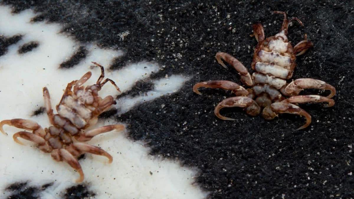 Você sabia que as baleias têm 'piolho'? confira detalhes