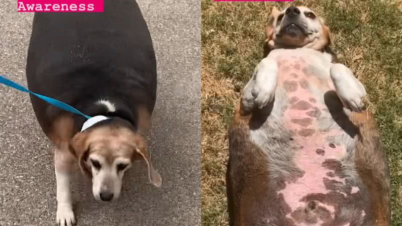 Cão obeso aparece irreconhecível em vídeo e impressiona mais de 110 ...