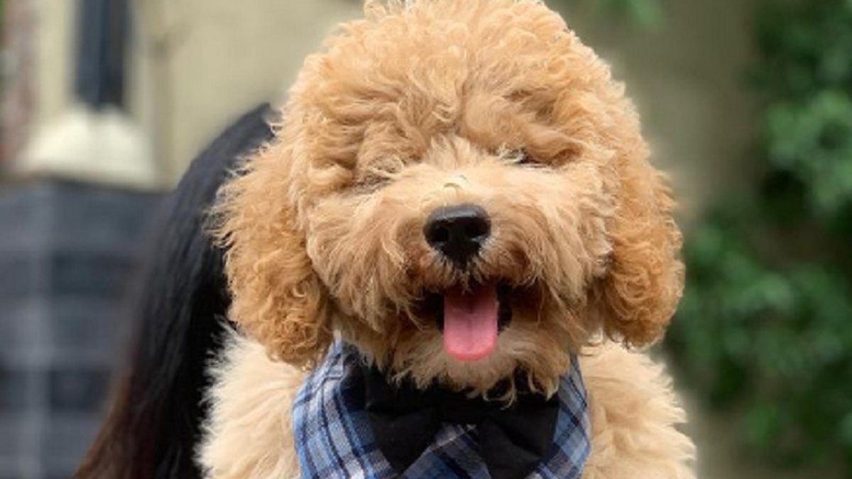 Doguinho imita cachorro da TV e conquista internautas; assista