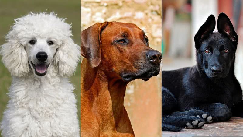 Cor de pelagem de cachorro influencia em adoção? Confira qual cão ...