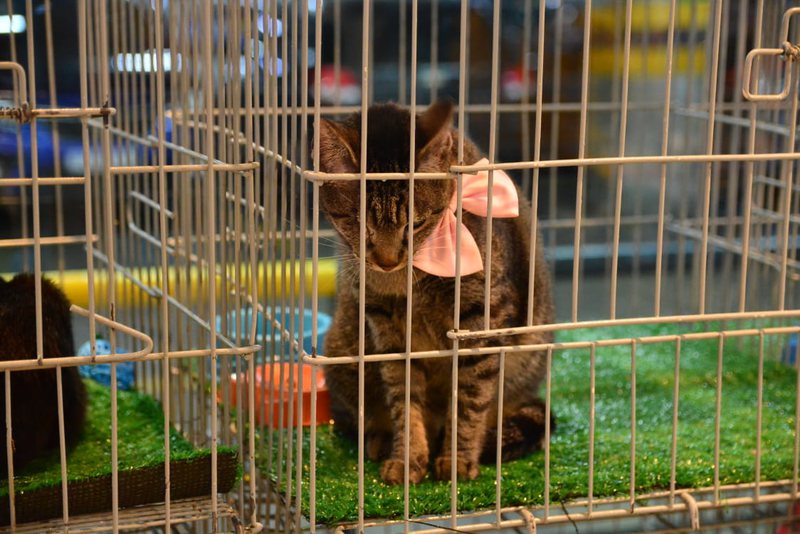 Galeria · Feira de adoção de gatos com necessidades especiais no Mundo ...