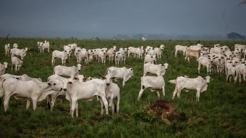 Brasil registra recorde no rebanho bovino; confira