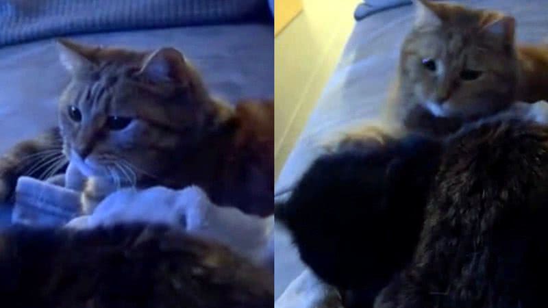 Gata é enganada por tutora e acaba descontando raiva em irmã felina ... Gata é enganada por tutora e acaba descontando raiva em irmã felina ...