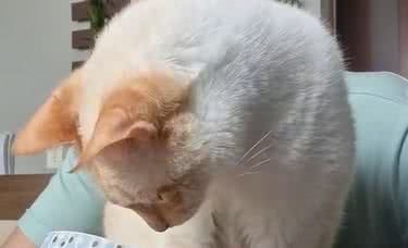 Vidente? Gato tenta "ler" futuro em líquido de xícara e viraliza na web ...