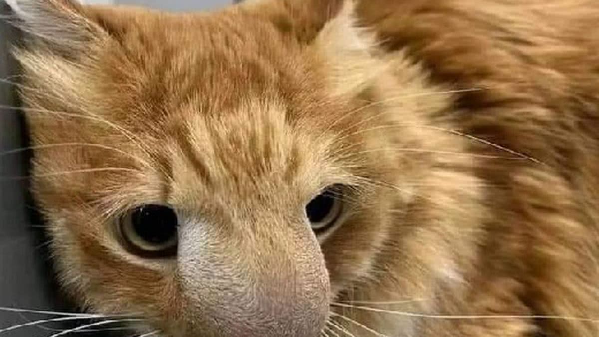 O que fazer se meu gato for picado por uma abelha? Especialista explica