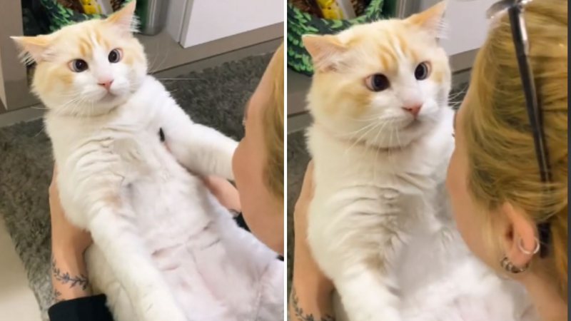 VÍDEO: Gatinho vesgo encanta internautas com fofura; assista