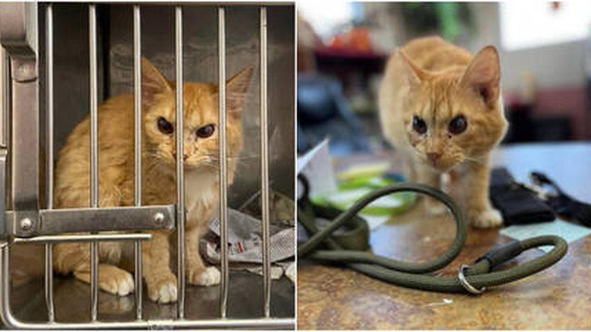 Gato mal-humorado surpreende cuidadores de abrigo; veja foto