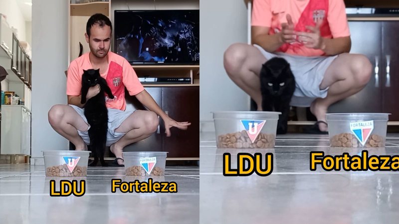 Gato 'vidente' crava campão da Sul-Americana; assista e descubra quem ...