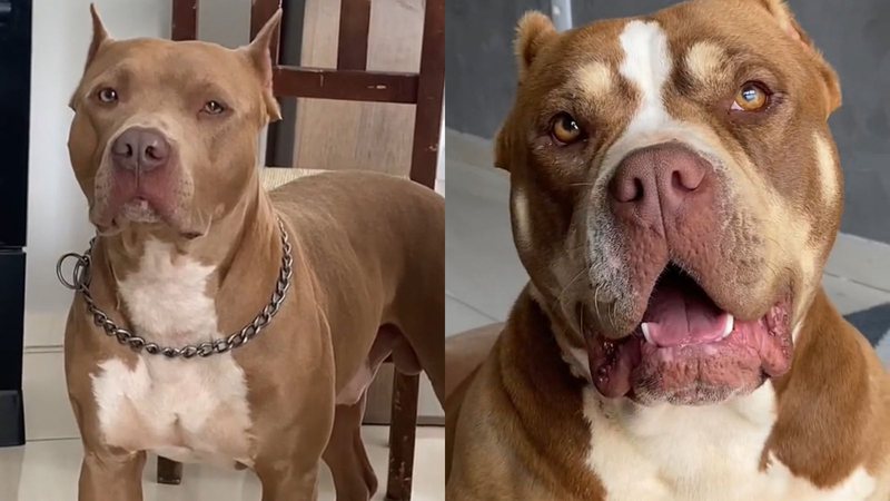 Tutor demonstra diferença comportamental entre pit bull e pit monster e ...