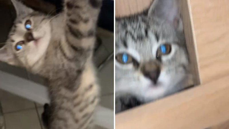 Spider cat? Gatinho se esconde em local inusitado e diverte internautas ...