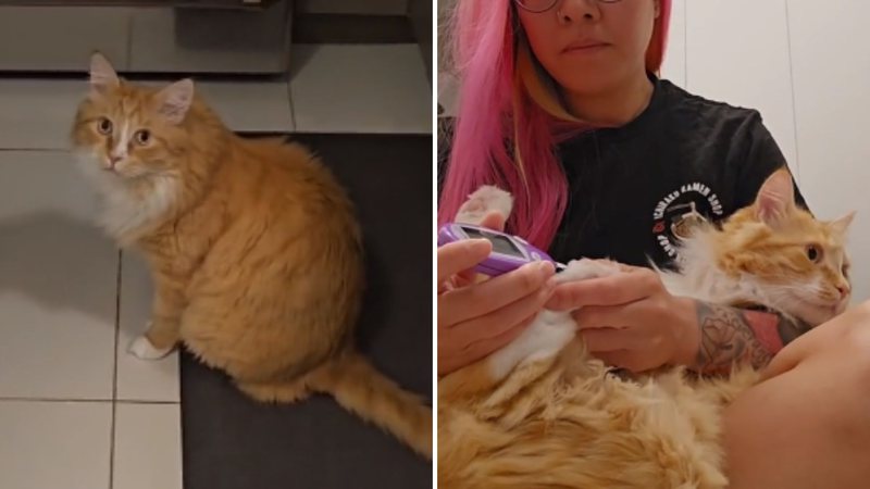 Vídeo: Rotina de gatinho com diabetes comove internautas: ‘Tão corajoso’