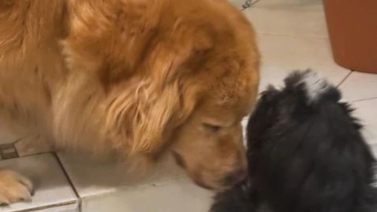 "Eles têm quase o mesmo tamanho!", diz tutora de golden que engravidou ...