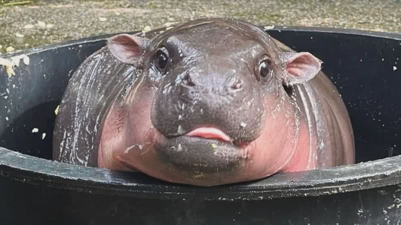Conheça Moo Deng, hipopótamo pigmeu que é sucesso na web