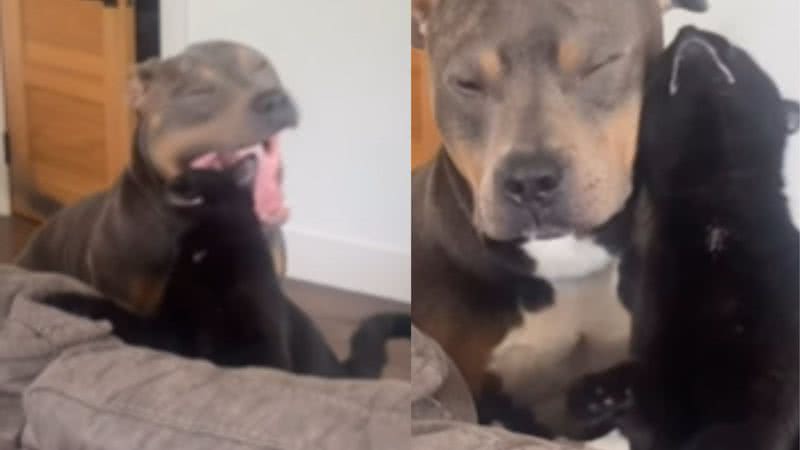 VÍDEO: Gato apaixonado por American Bully diverte web com comportamento