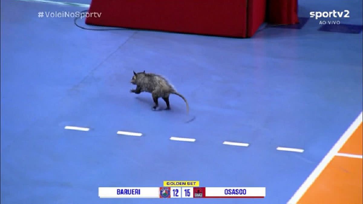 Gambá invade quadra na semifinal do Campeonato Paulista de vôlei; assista