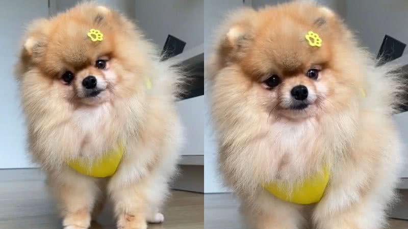 Cachorro toma atitude inusitada quando percebe que está sendo filmado ...