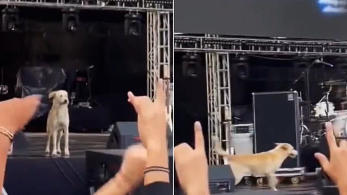 Cão caramelo faz sucesso ao invadir palco de festival, mas confunde ...