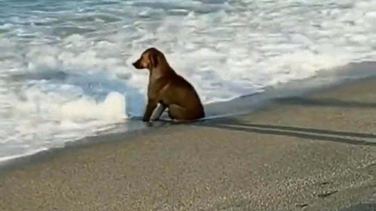 Doguinho pensativo observa o mar e vira meme nas redes sociais ...