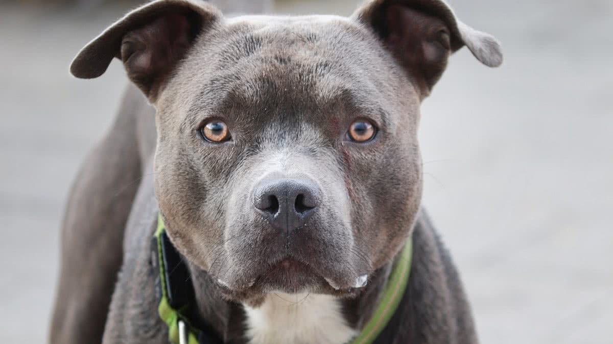 Pit bull é uma ameaça? Estudo aponta qual raça tem mais casos de ...