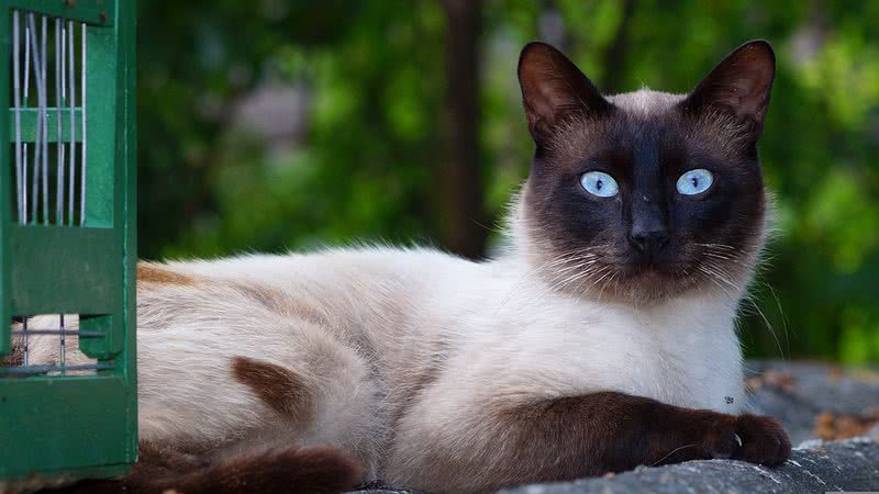 Gato é flagrado abrindo geladeira e tutor fica incrédulo: “Tive que filmar”