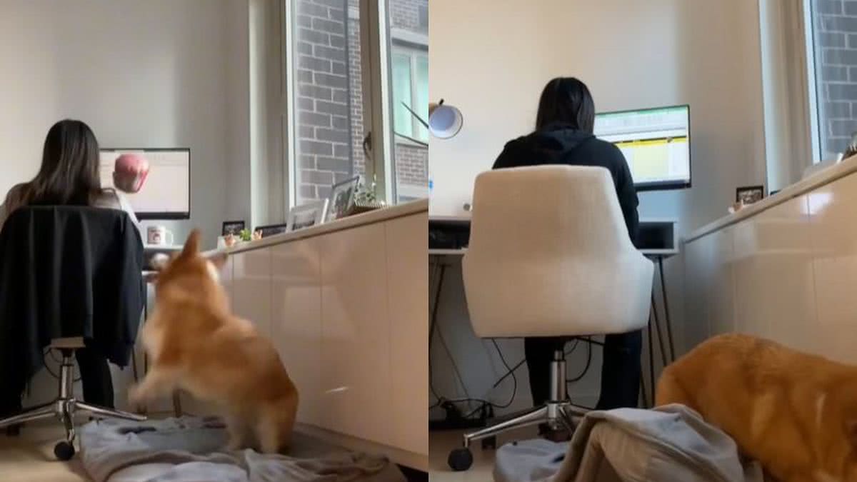 Cachorro transforma home office da tutora em "treinamento para ...