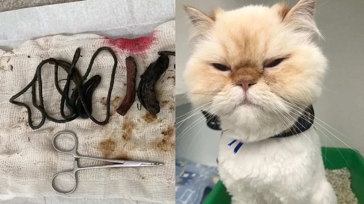 Gato engole 27 laços de cabelo e precisa passar por cirurgia