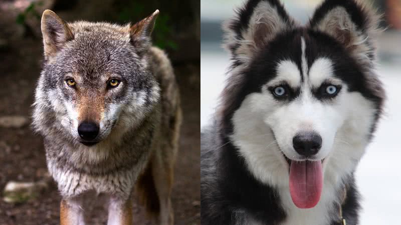 Doenca Do Lobo Humano