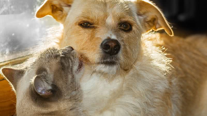 Descubra quais raças de cães e gatos são preferidas pelos brasileiros Descubra quais raças de cães e gatos são preferidas pelos brasileiros