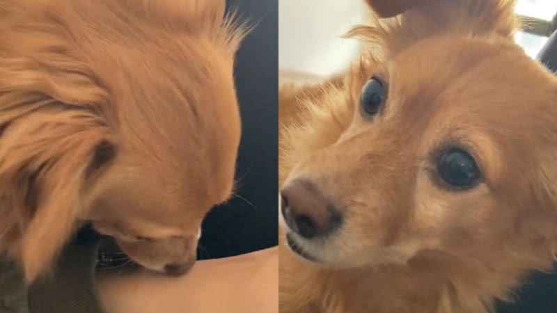 Cachorro reage da pior forma ao descobrir que tutora o traiu; assista