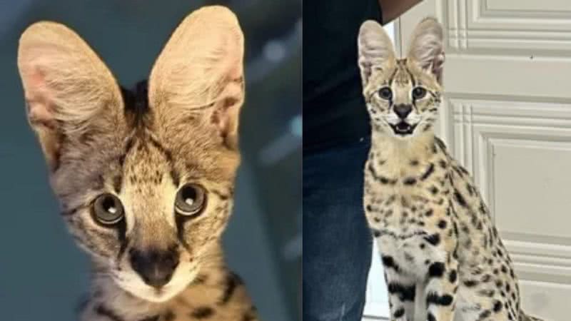 Gato Savannah: Conheça raça de felino de rapper brasileiro; valor é ...