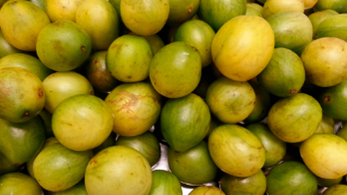 Bahia se destaca na produção nacional de umbu; veja detalhes